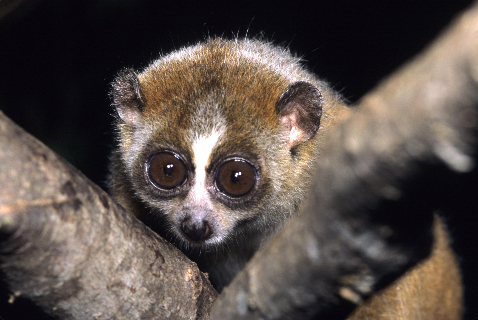Il Loris Lento, dolce animaletto dal triste destino - Caffeina Magazine