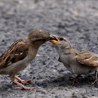 Passerotto non andare via: gli uccellini stanno sparendo dai nostri ...