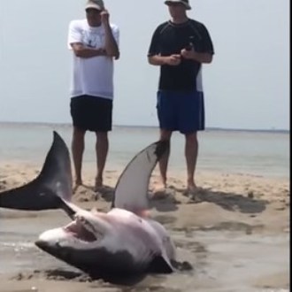 Campione di surf viene attaccato da uno squalo, il video fa venire i ...