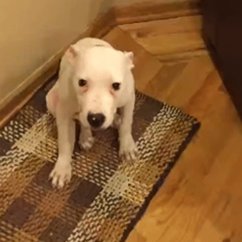 Il Video del cane che sorride a comando diventa virale - Caffeina Magazine