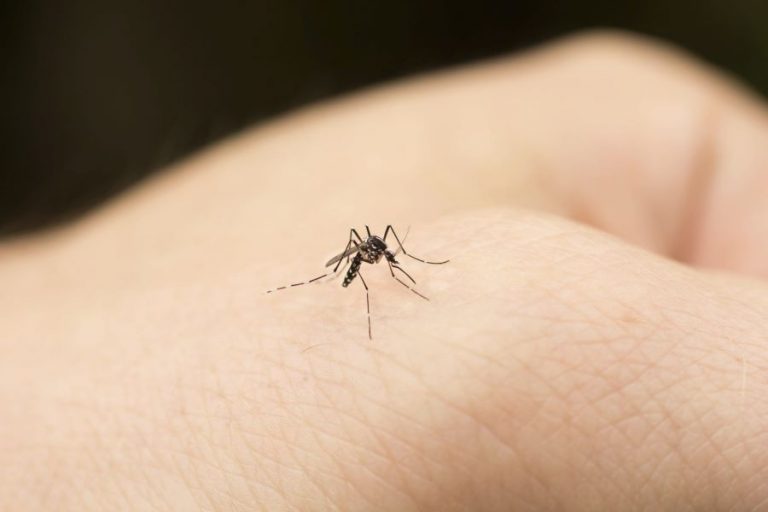 Punture di insetto: riconoscere le più comuni | Caffeina Magazine