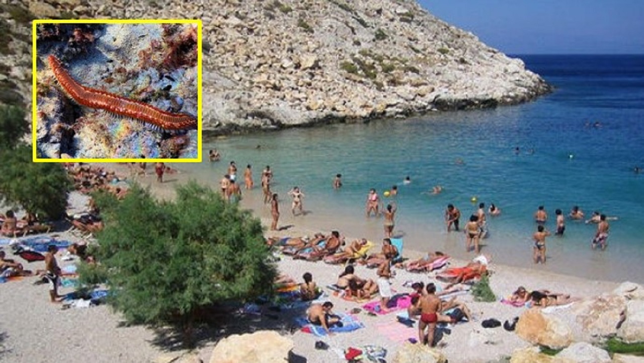 Vermocane, aumenta la presenza nei mari italiani: i rischi