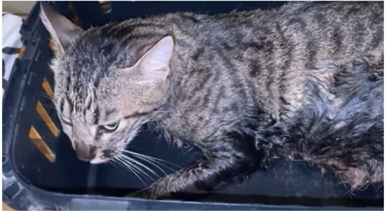 Crudeltà senza limiti. L'ex fidanzata gli lacia il gatto e lui fa una ...